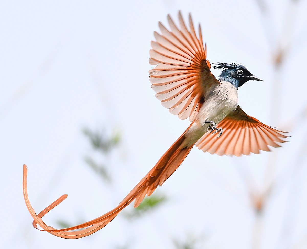Indian Paradise-Flycatcher - Terpsiphone paradisi - Media Search ...