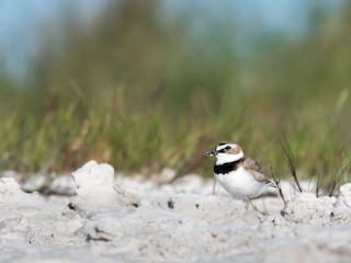 Wilson's Plover - eBird