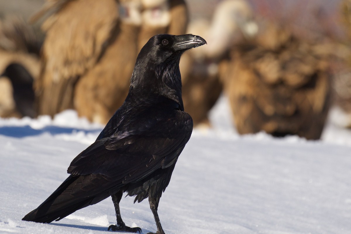 Common Raven - Corvus corax - Media Search - Macaulay Library and eBird
