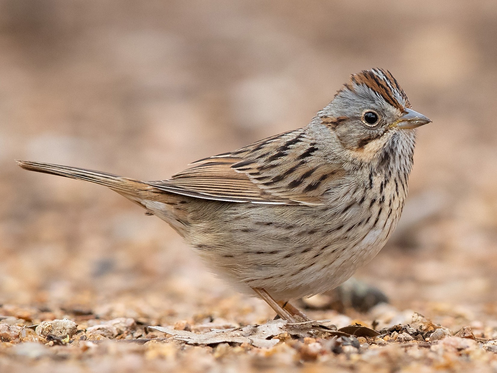 Lincoln's Sparrow - eBird
