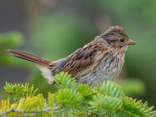 Swamp Sparrow - eBird