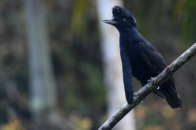 Umbrellabird Eat