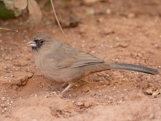 Abert's Towhee - eBird