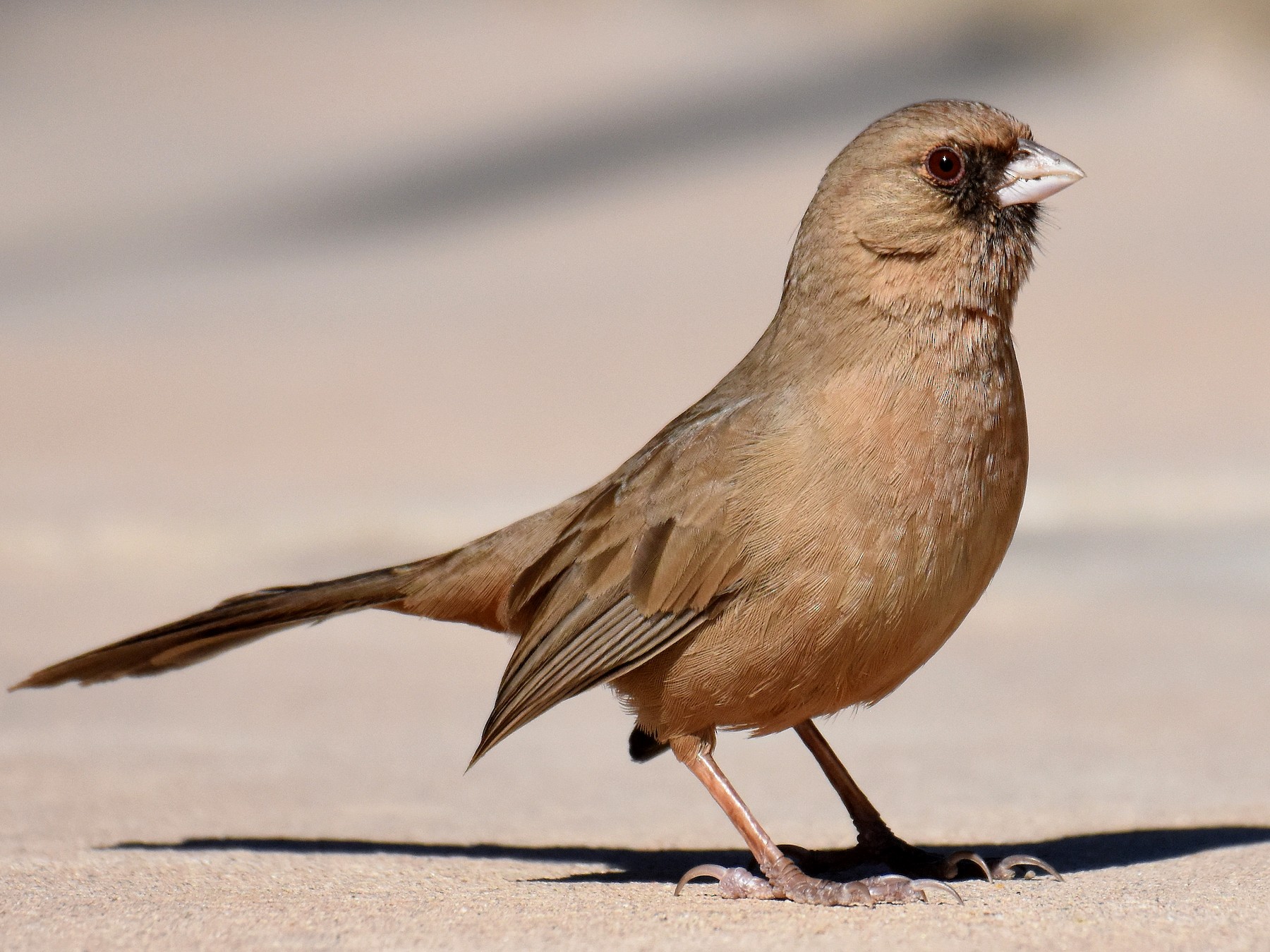 Abert's Towhee - eBird