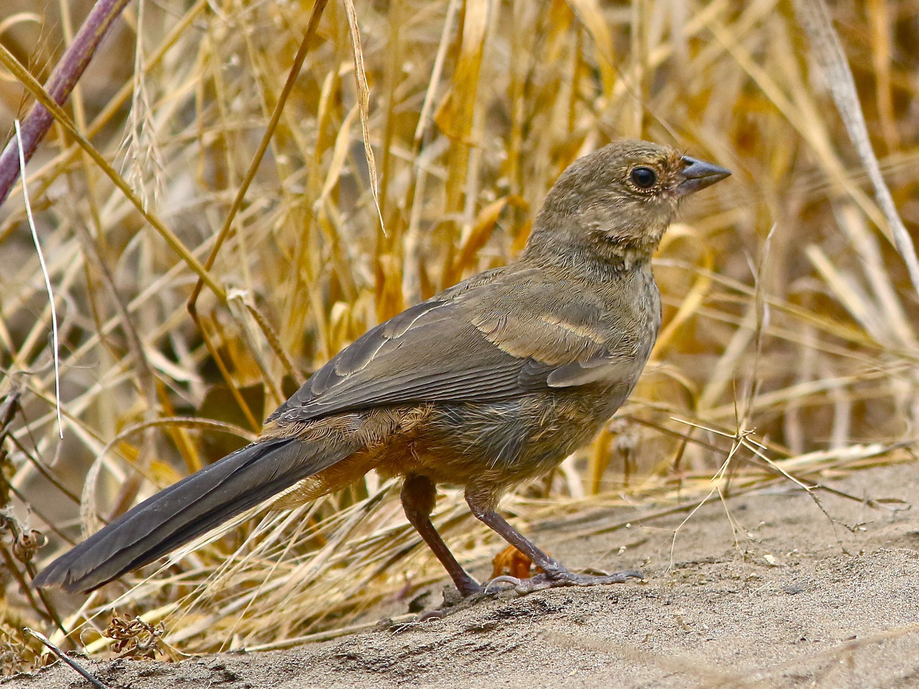 California Towhee - eBird