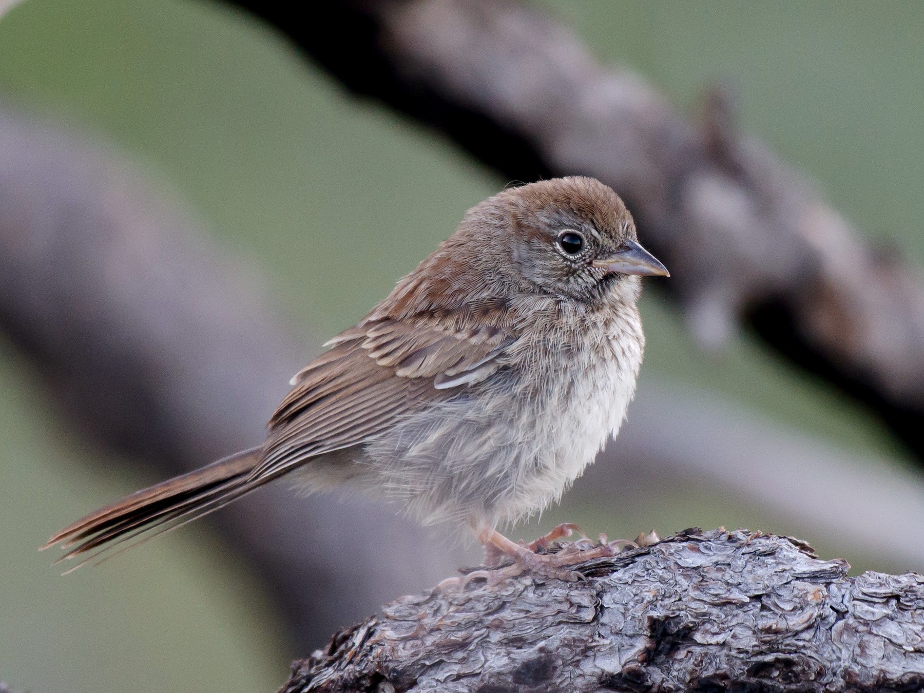 Zacatonero Corona Canela - eBird