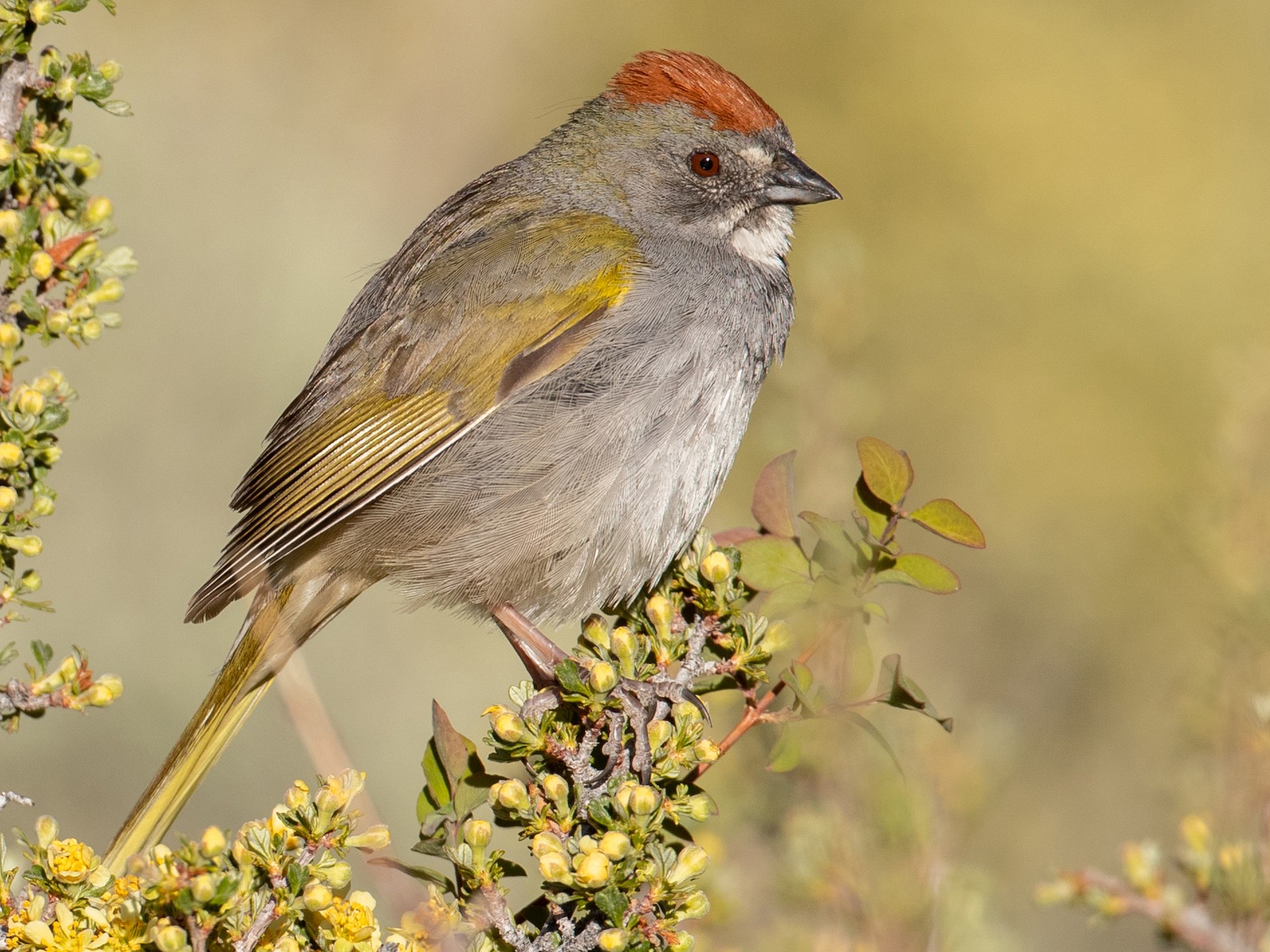 Green-tailed Towhee - eBird