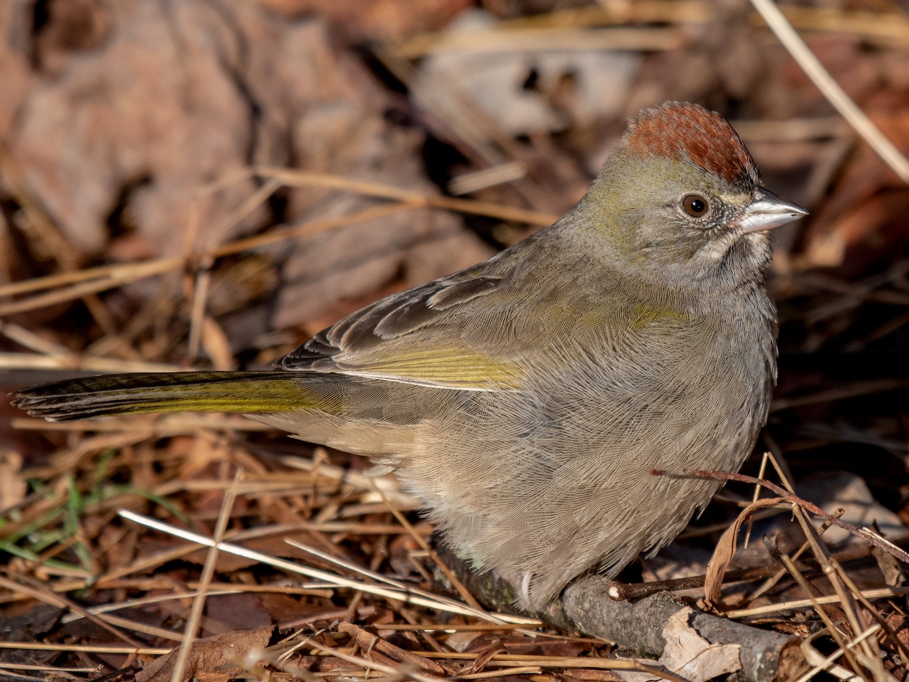 Green-tailed Towhee - eBird