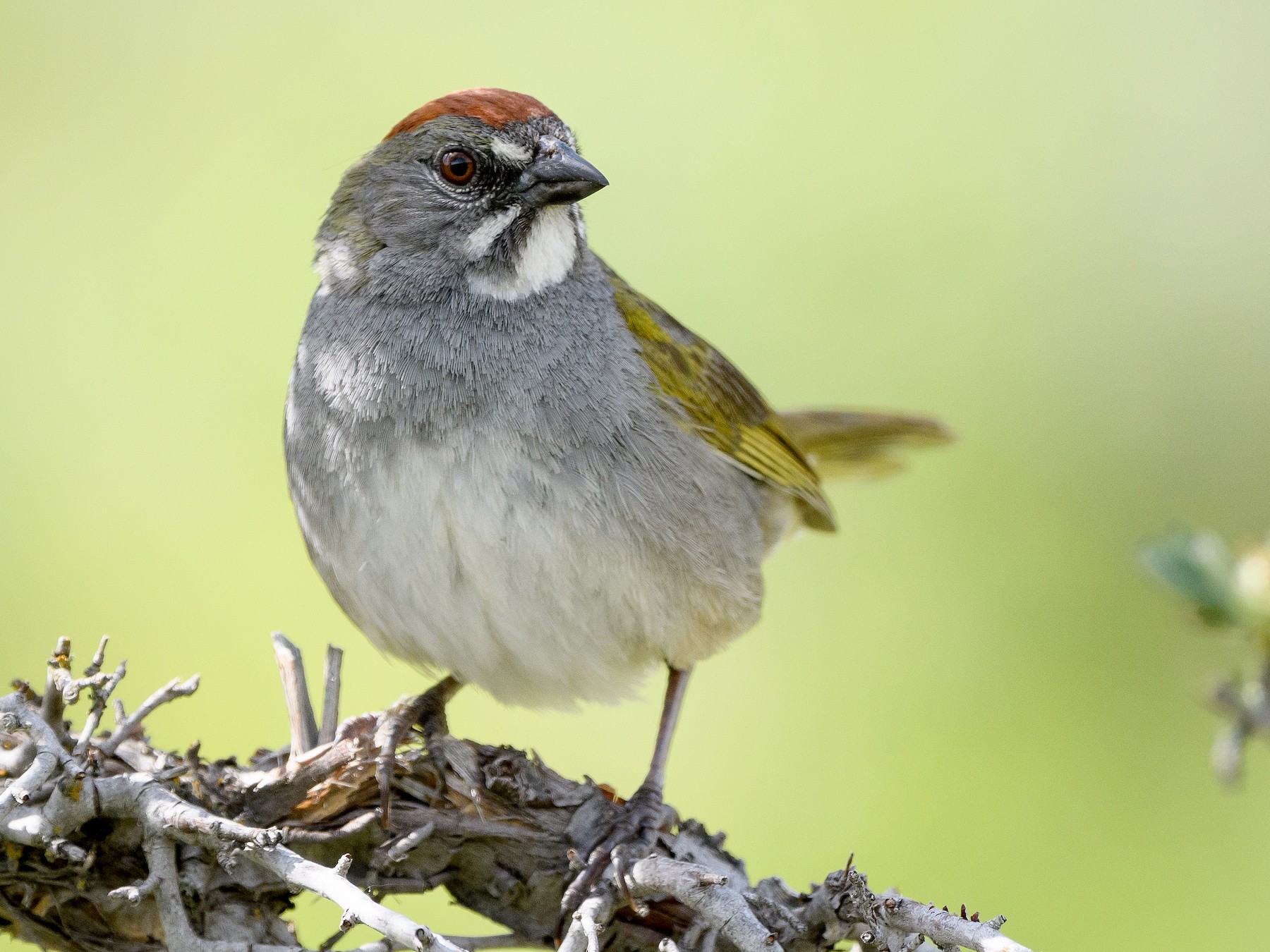 Green-tailed Towhee - eBird