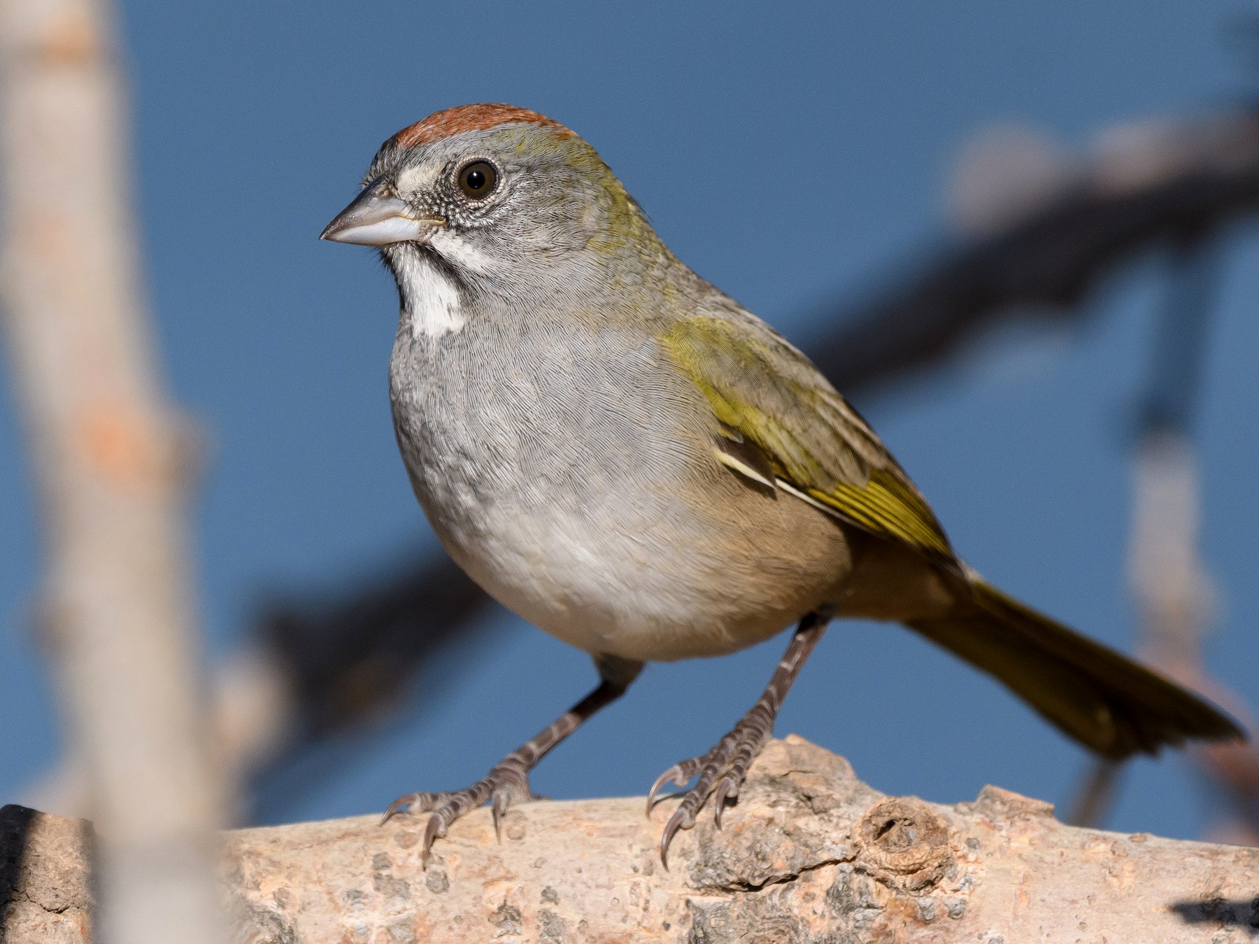 Green-tailed Towhee - eBird