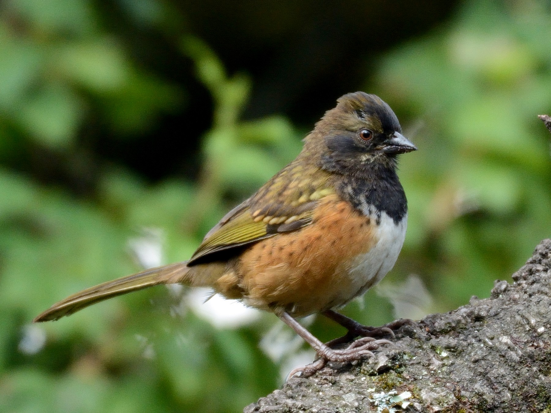 Spotted Towhee - eBird