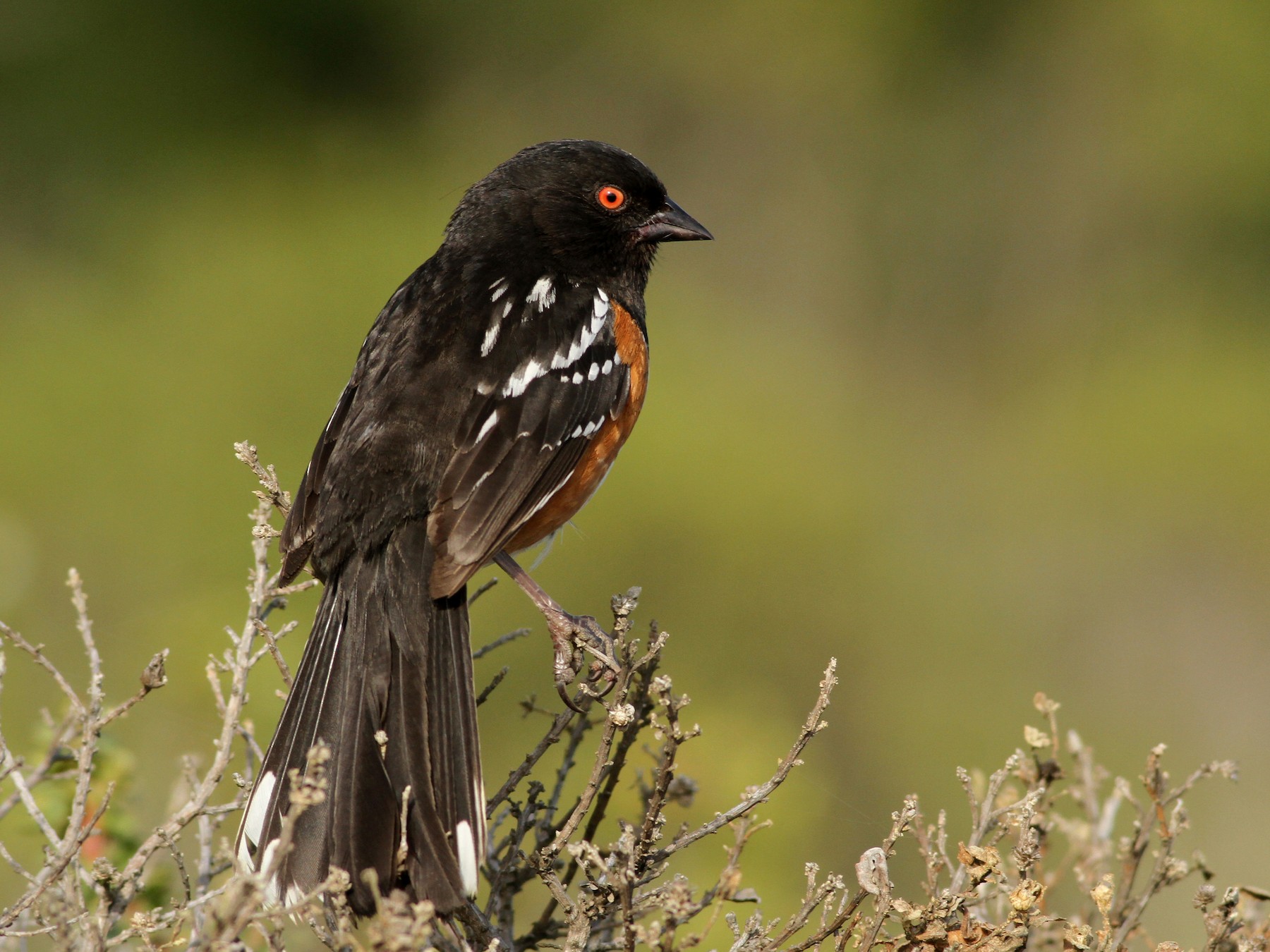 Spotted Towhee - eBird