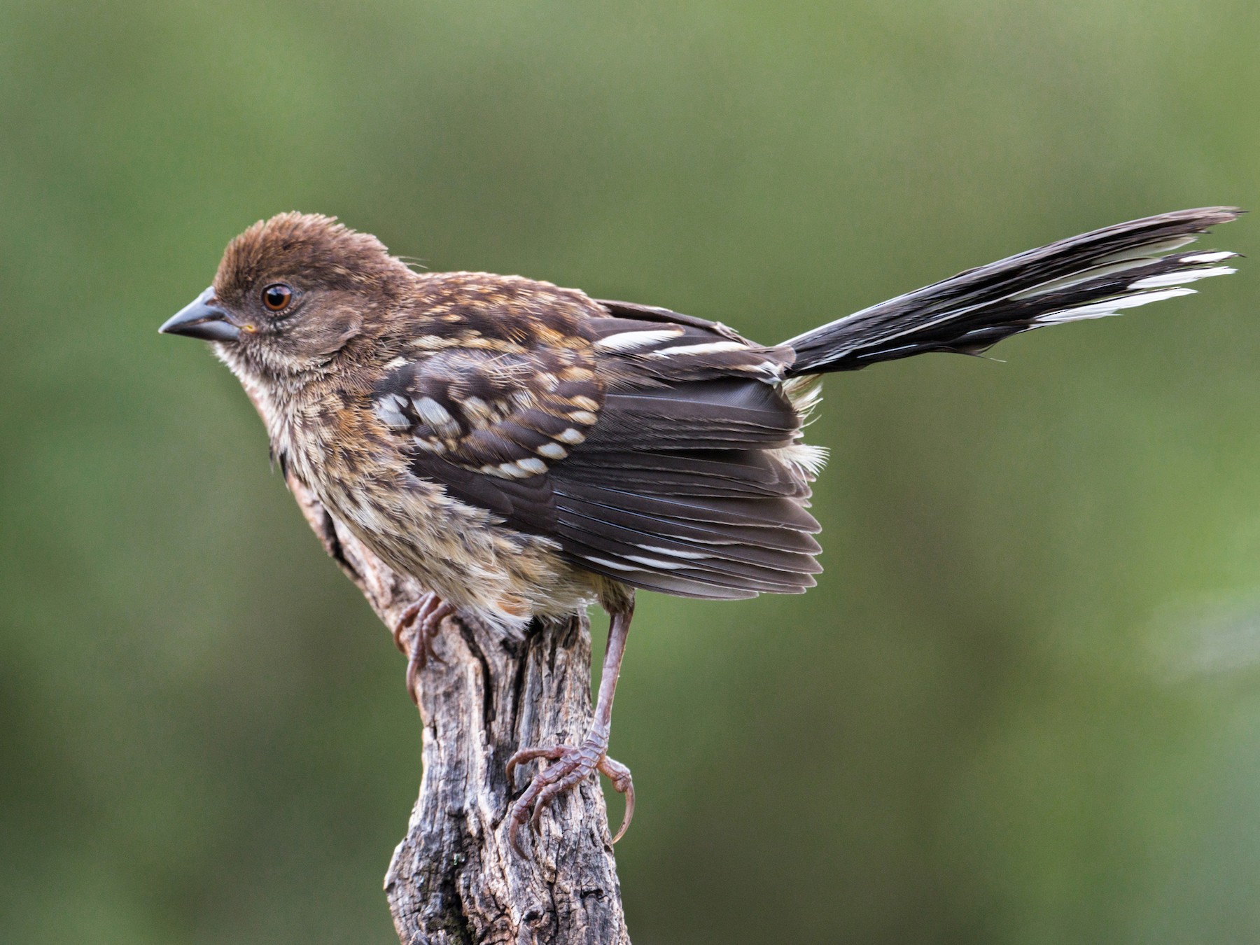 Spotted Towhee - eBird