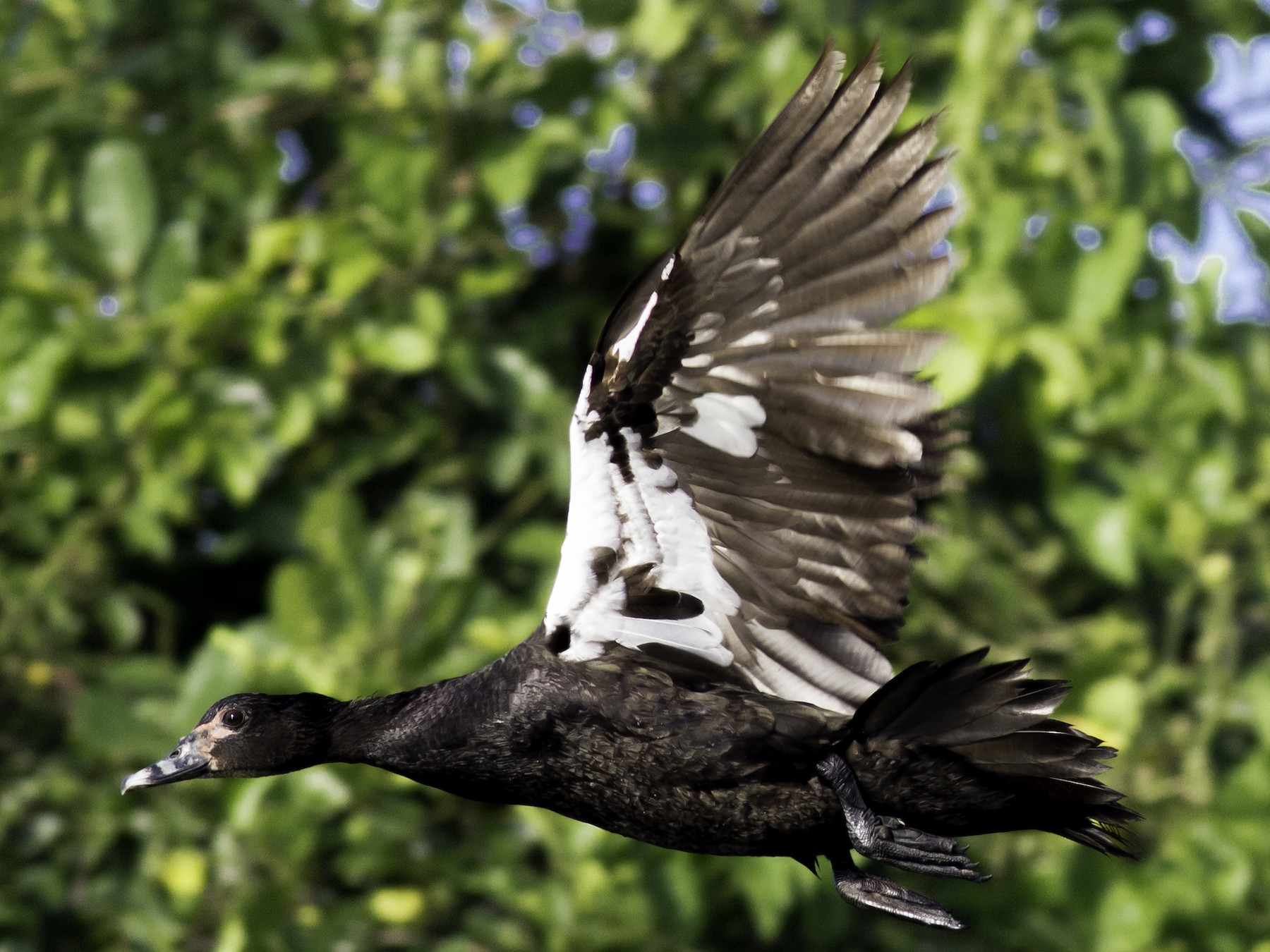 Muscovy Duck - eBird