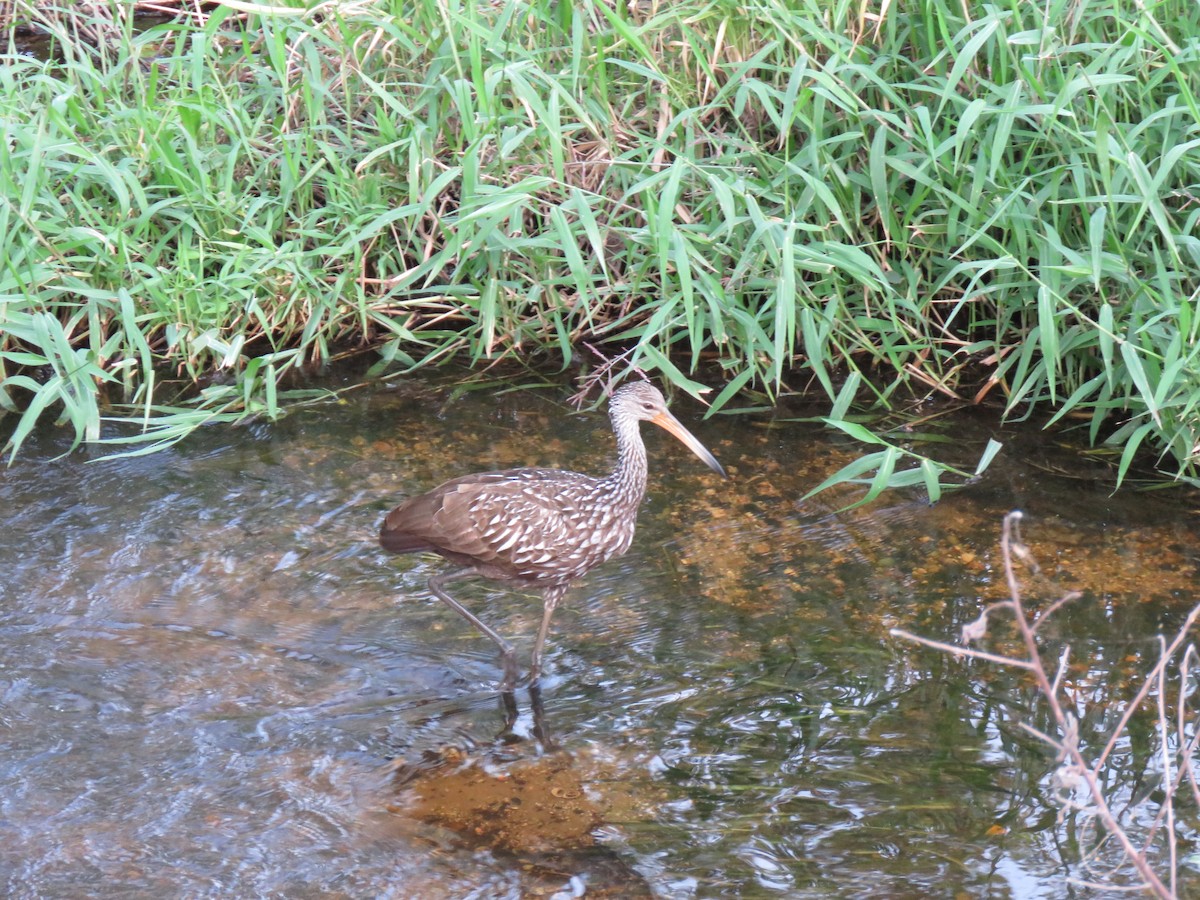 eBird Checklist - 20 Dec 2020 - Ortona Locks Campground - 11 species