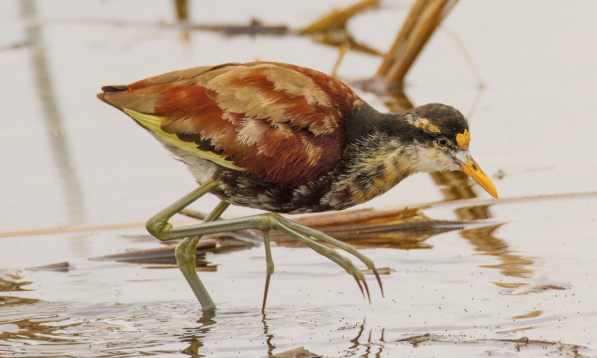 Northern Jacana - Jacana spinosa - Birds of the World