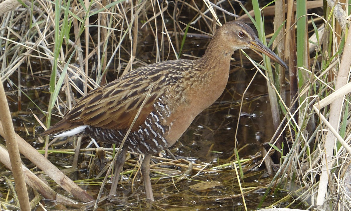King Rail - Rallus elegans - Birds of the World