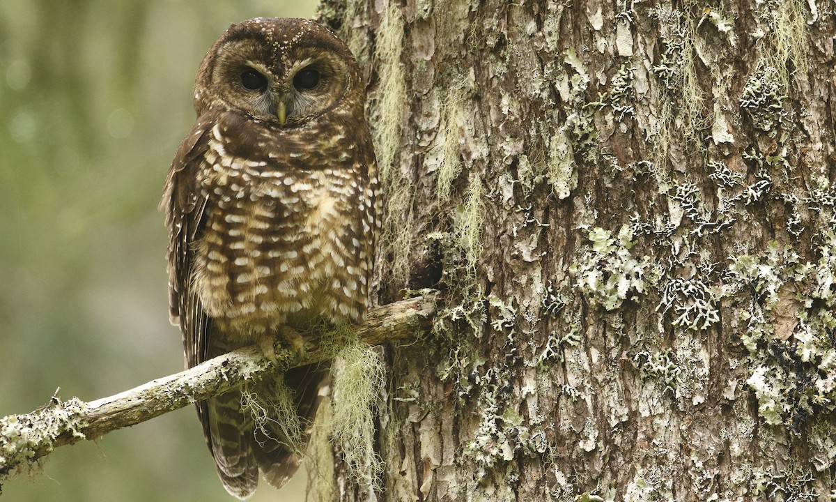 Spotted Owl - Strix occidentalis - Birds of the World