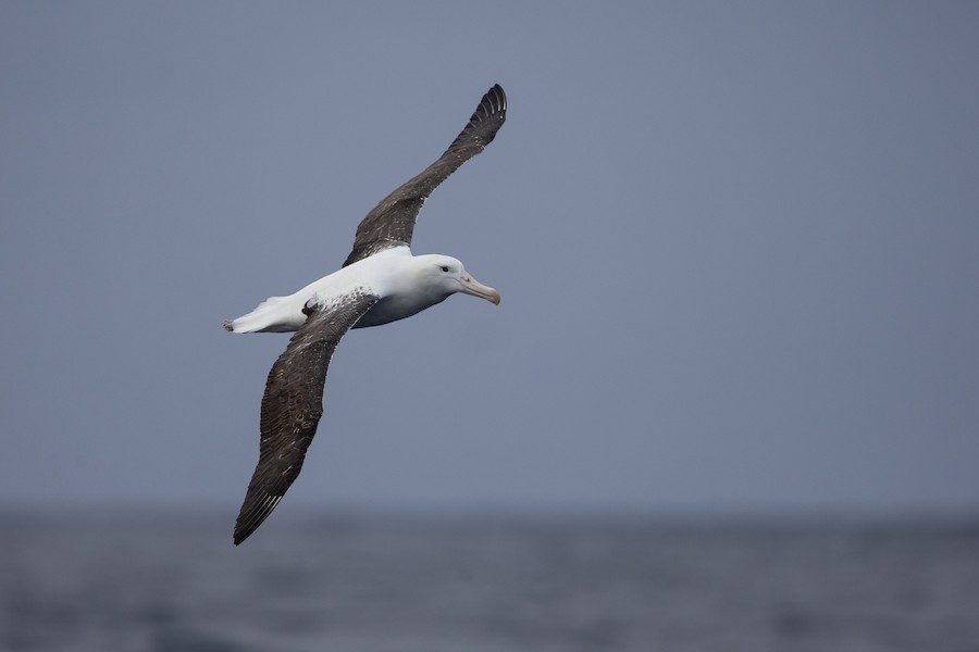 Albatros real (norte) - eBird