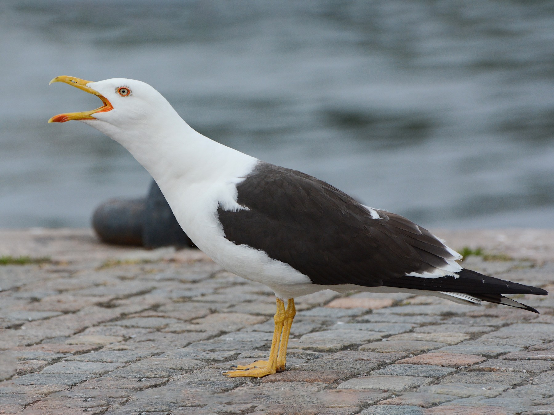Lesser Black-backed Gull - eBird