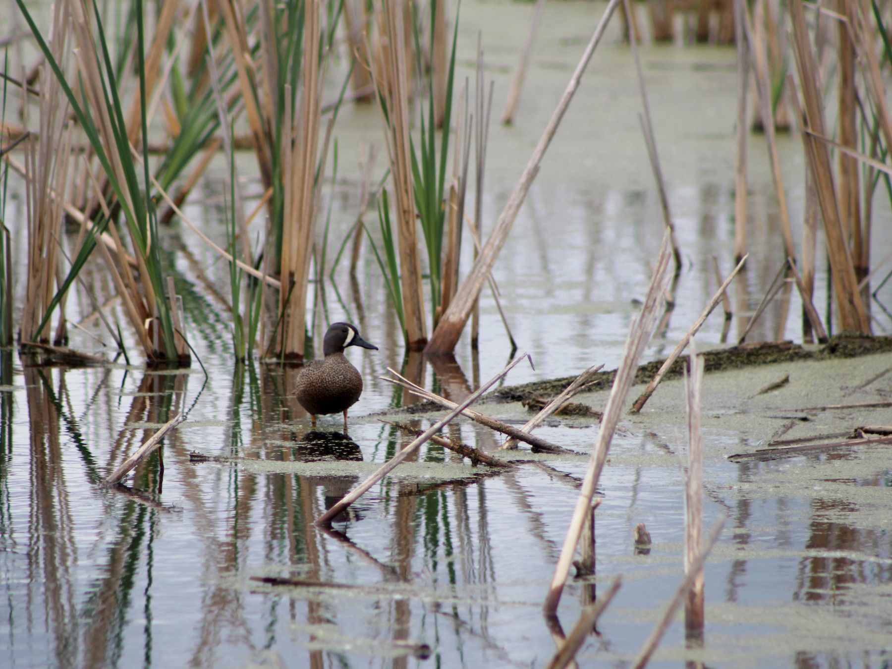 Blue-winged Teal - eBird
