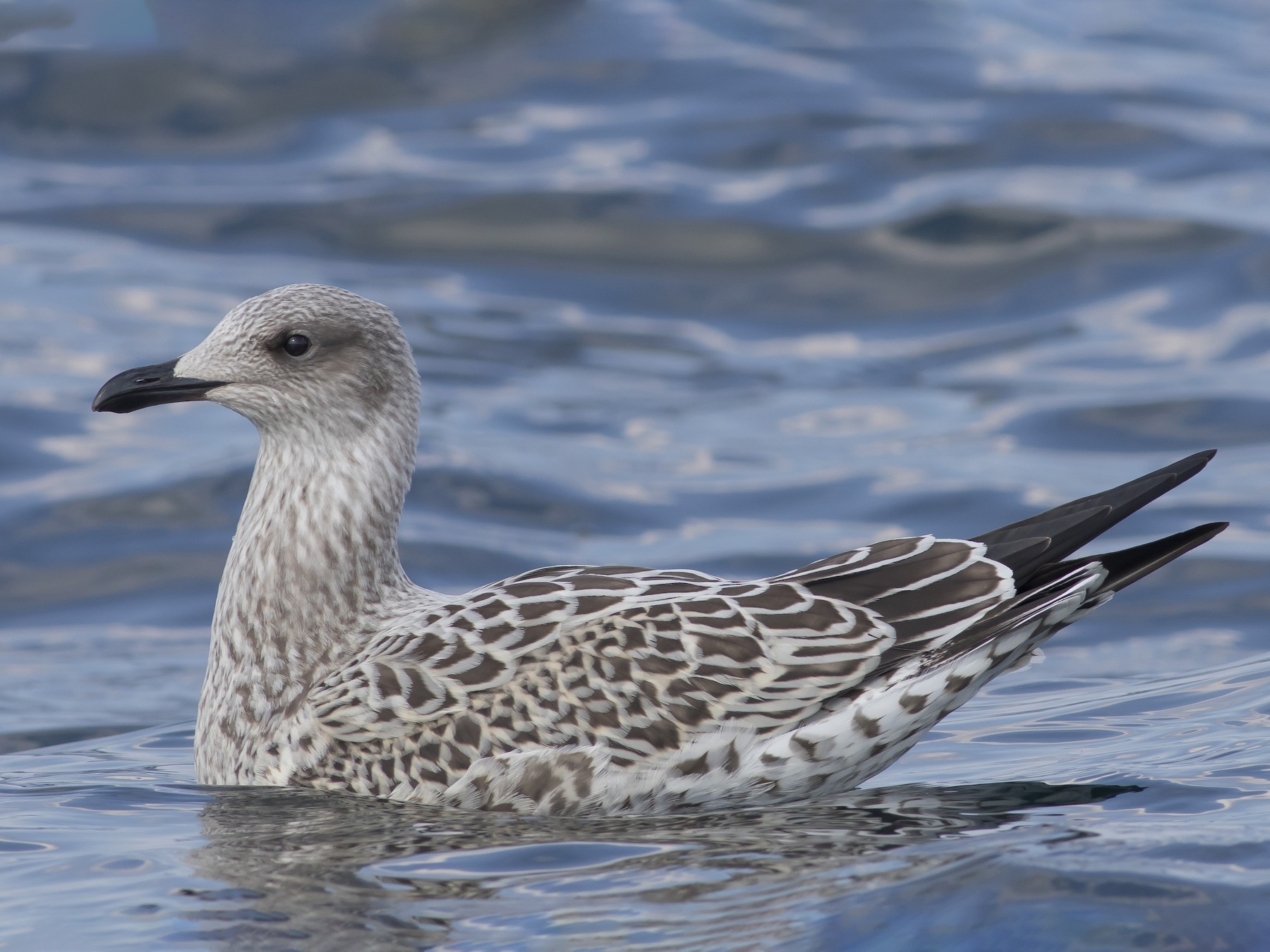 Lesser Black-backed Gull - eBird