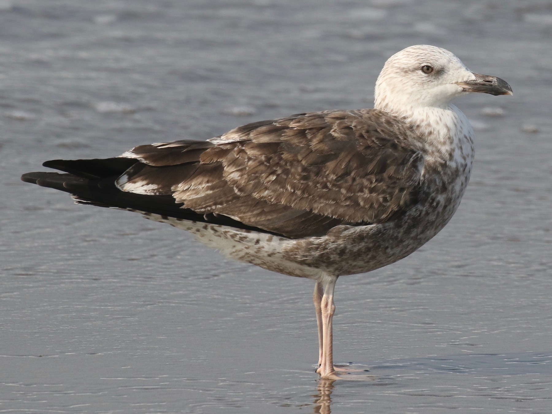 Lesser Black-backed Gull - eBird