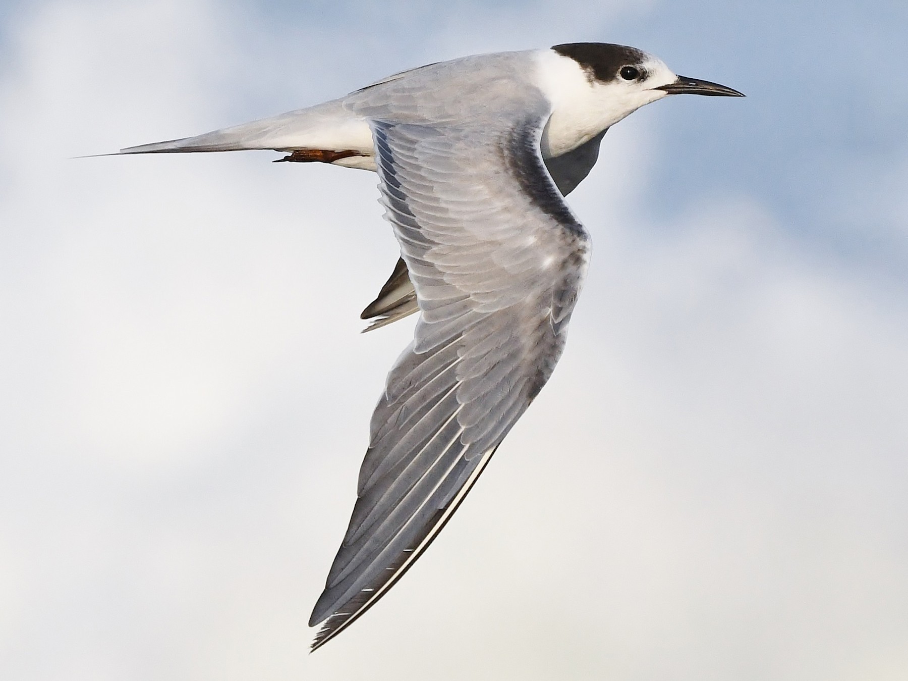 Common Tern - eBird