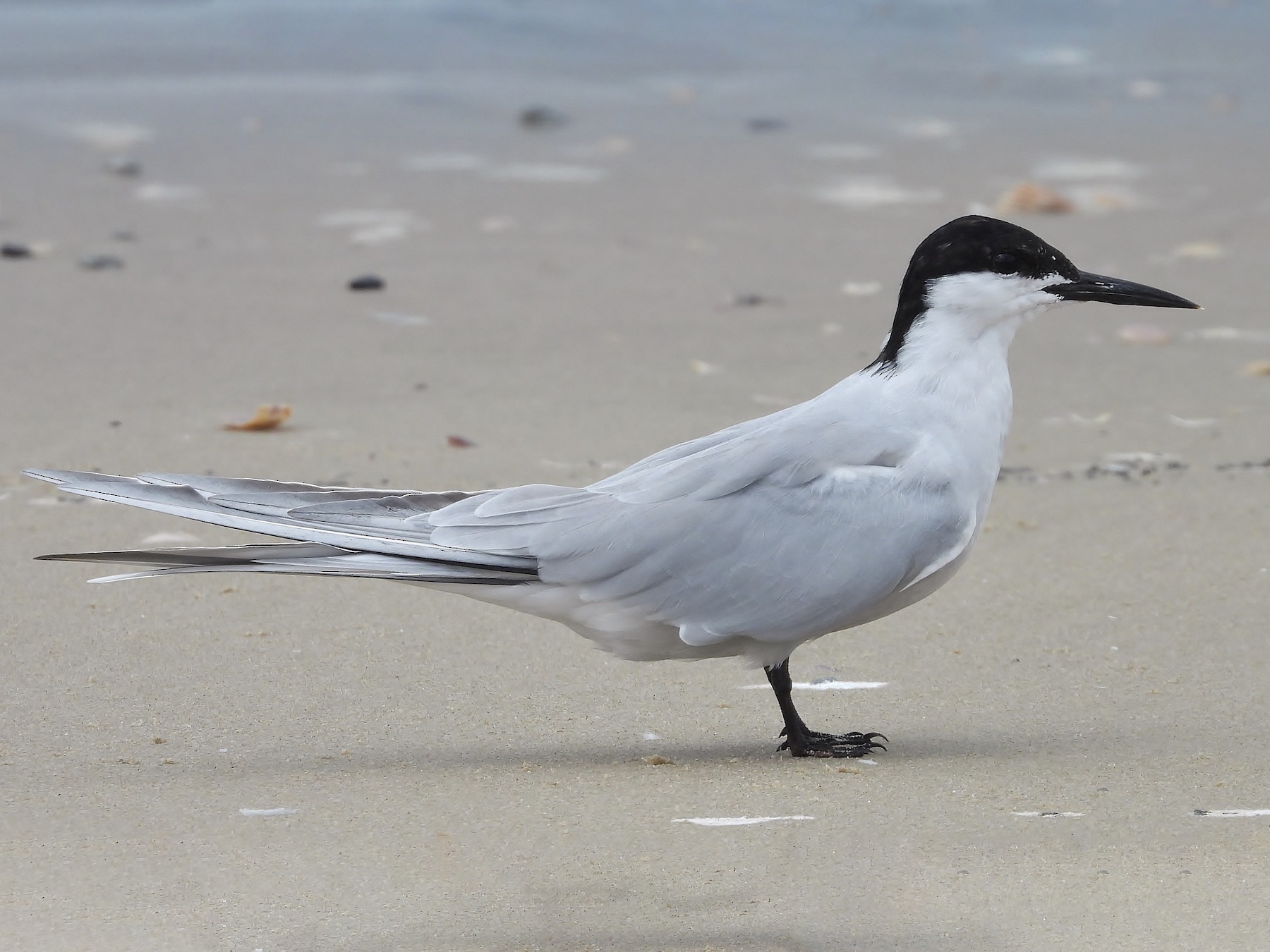 Common Tern - New York Breeding Bird Atlas