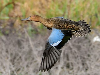 Cinnamon Teal - eBird