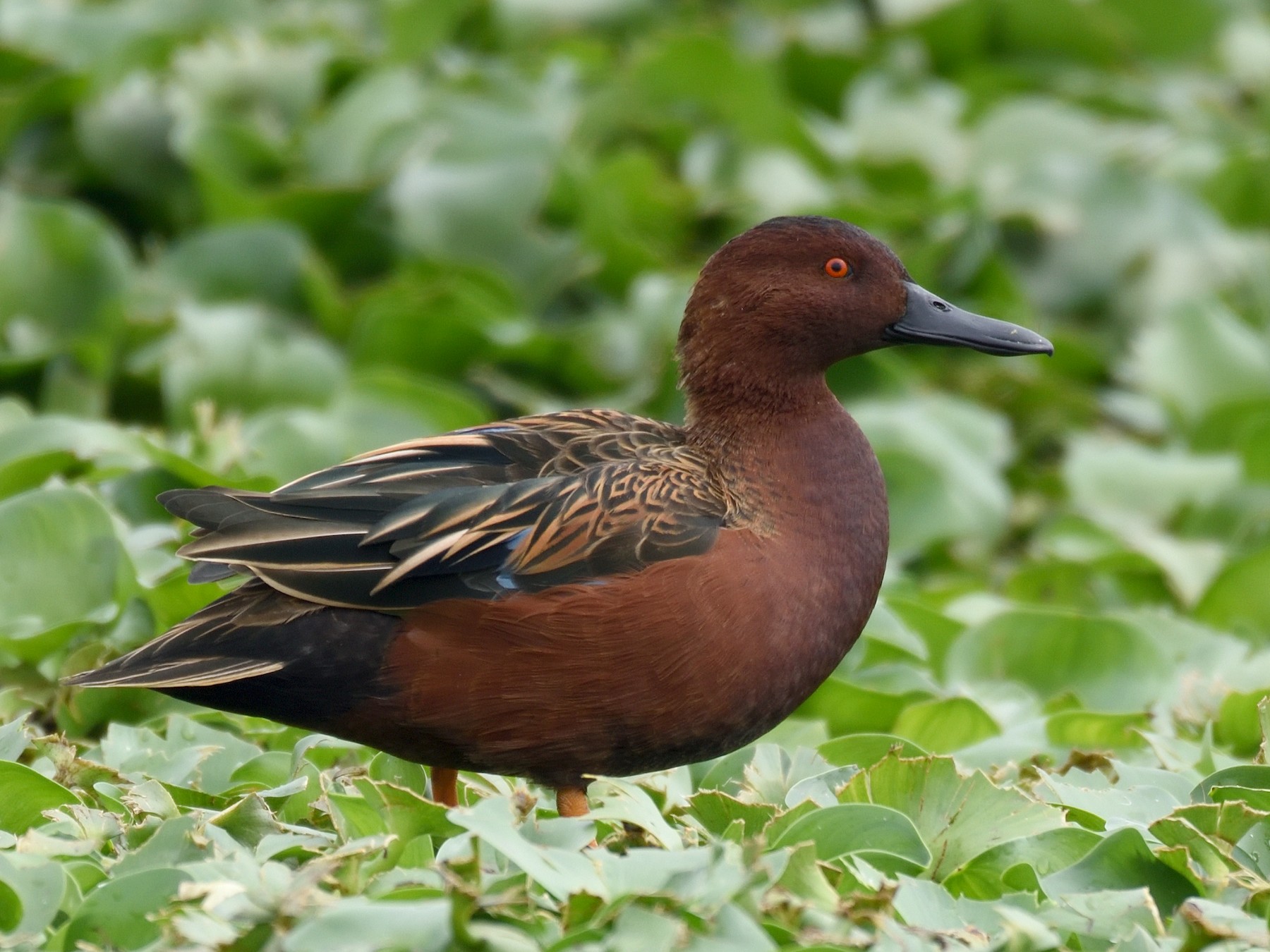 Cinnamon Teal Duck