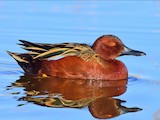Cinnamon Teal - Abundance map: Post-breeding migration - eBird Status ...