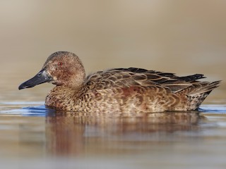 Cinnamon Teal - eBird
