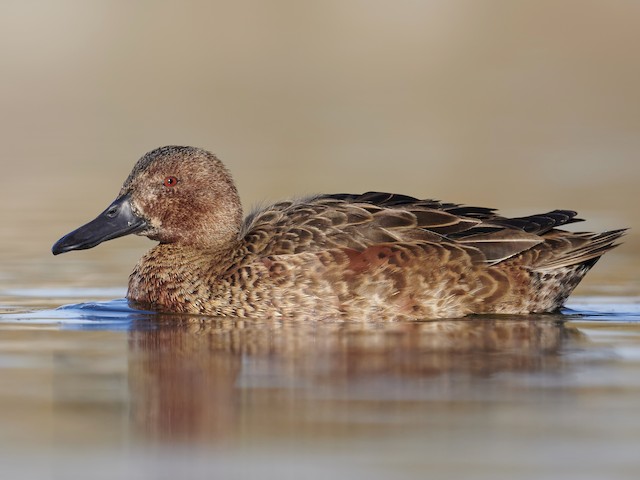 Eclipse Drake Blue Winged Teal