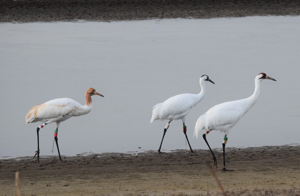 eBird Checklist - 21 Jan 2021 - Kaskaskia Island - 7 species