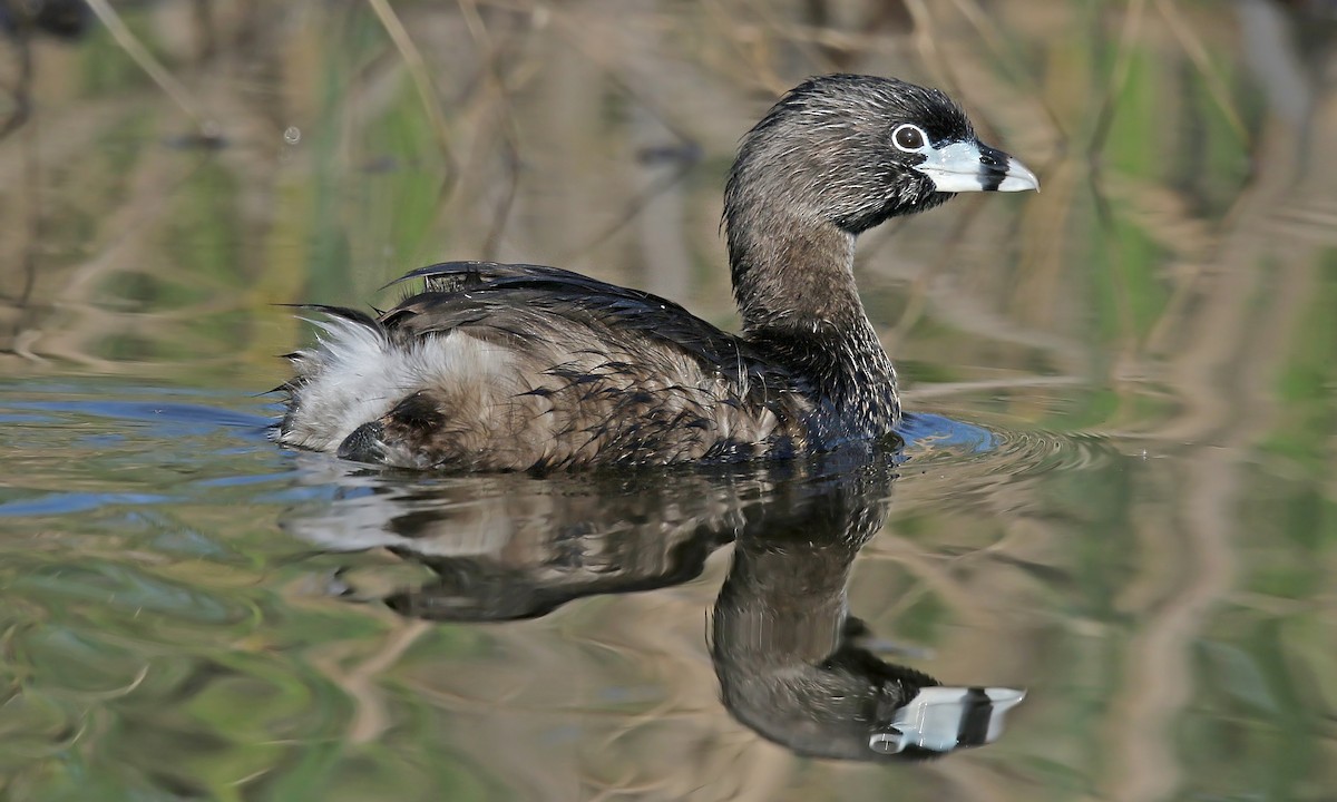 Pied-billed Grebe - Podilymbus podiceps - Birds of the World