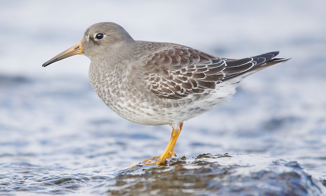 Purple Sandpiper Breeding