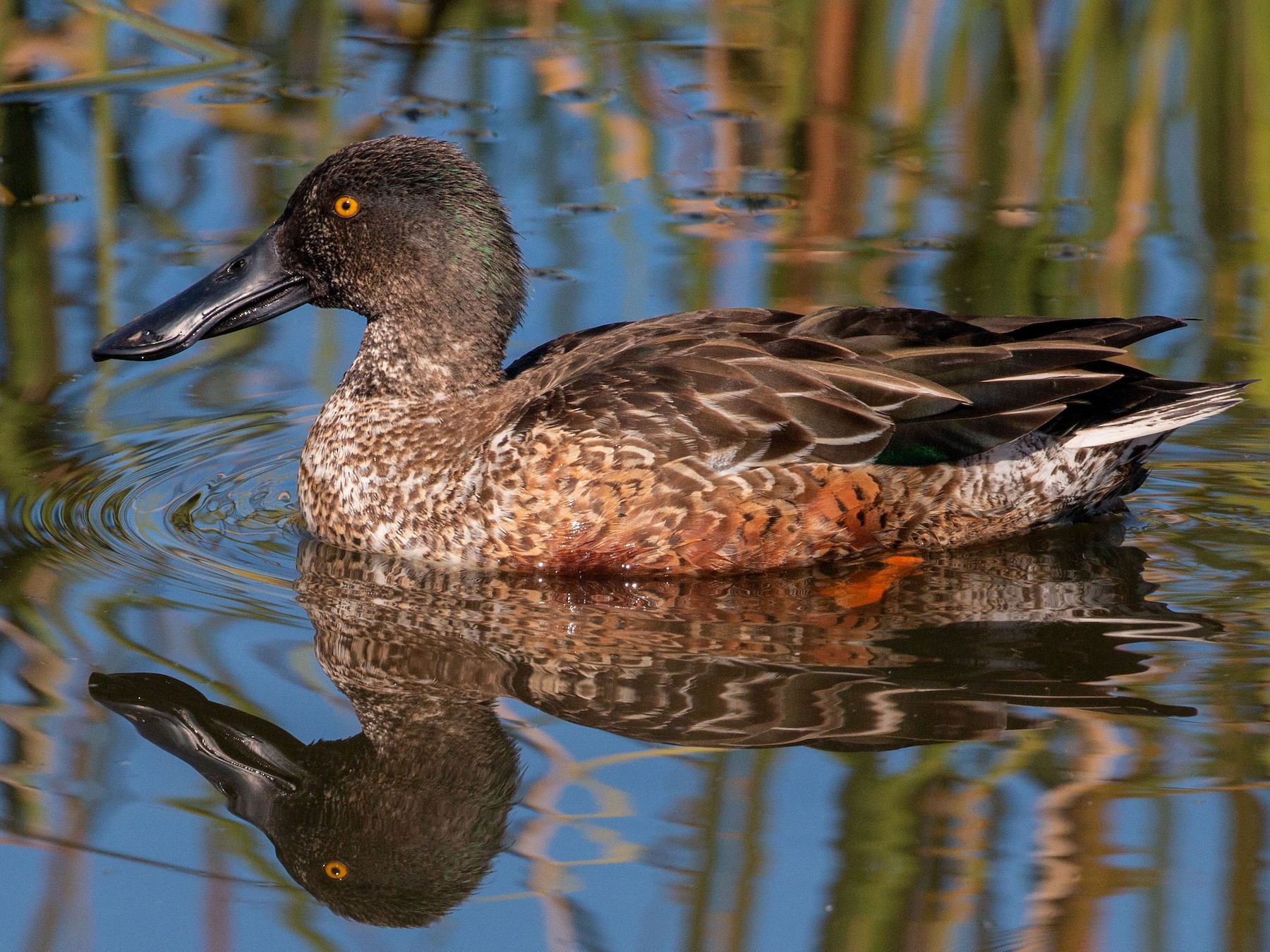 Shoveler Duck