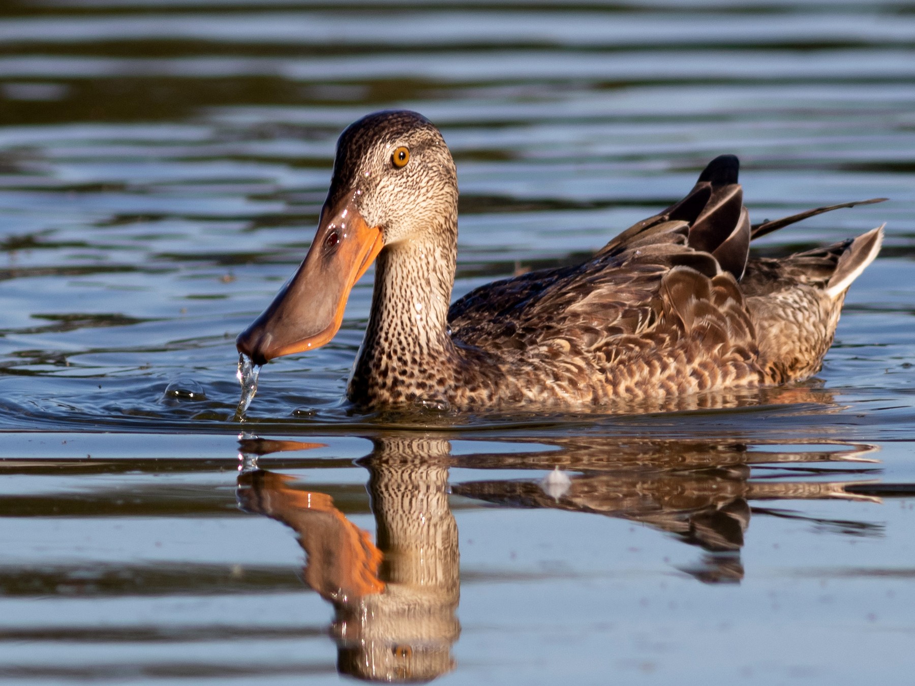 Northern Shoveler - eBird