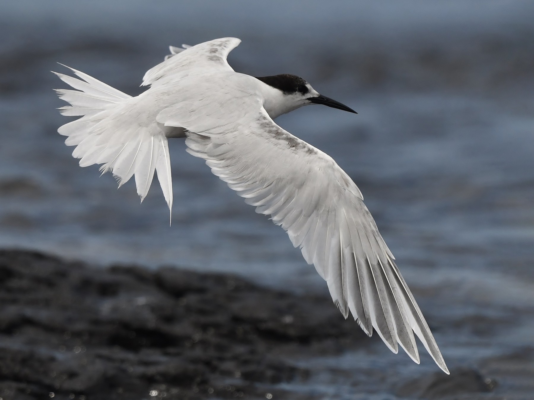 Roseate Tern - eBird