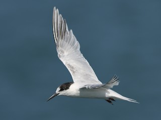 Roseate Tern - eBird