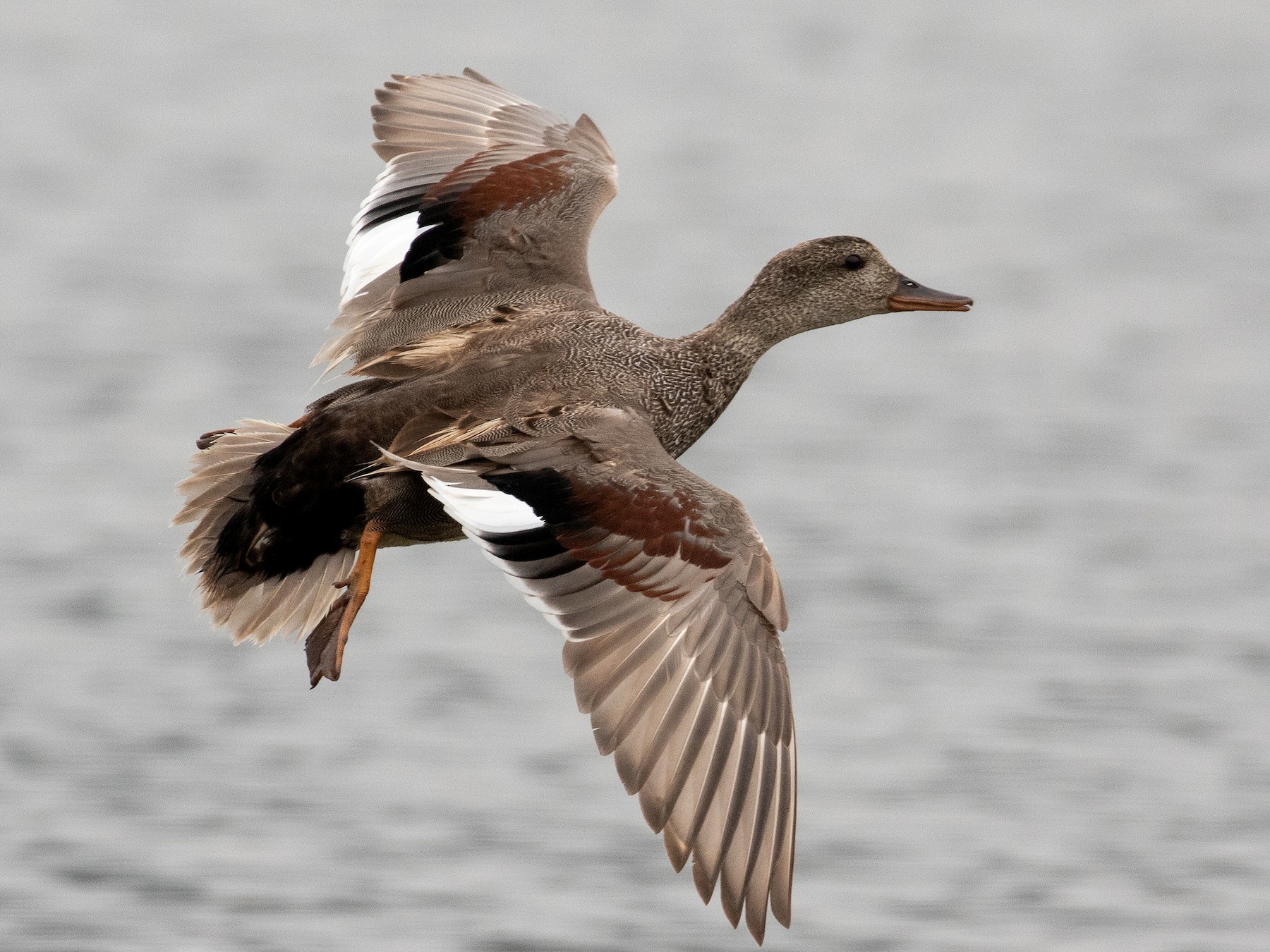 Gadwall Male And Female