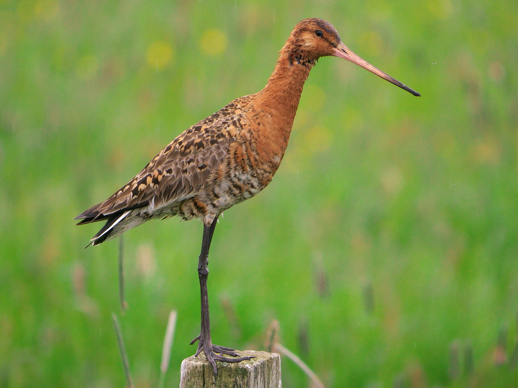 Black-tailed Godwit - eBird
