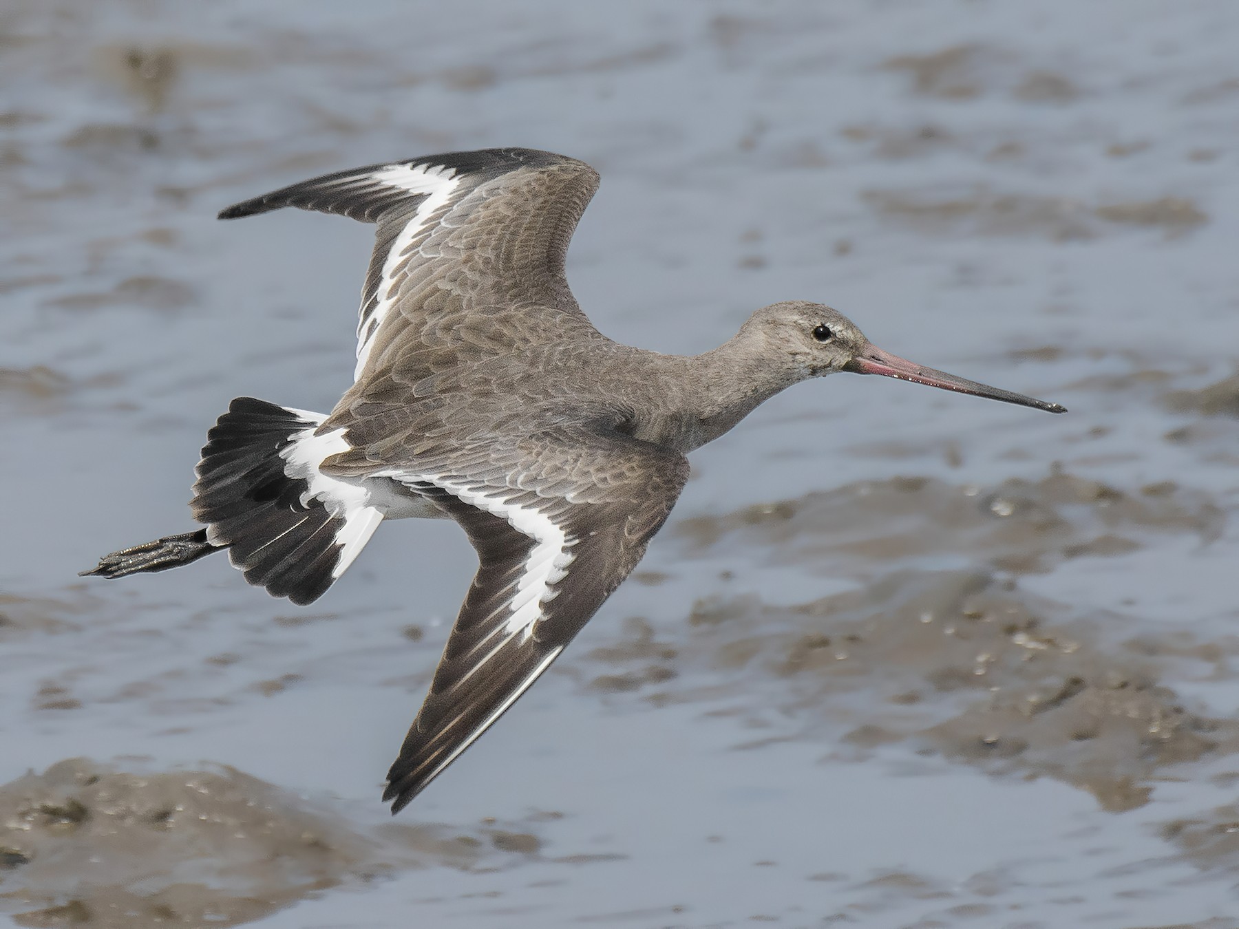 Black-tailed Godwit - eBird