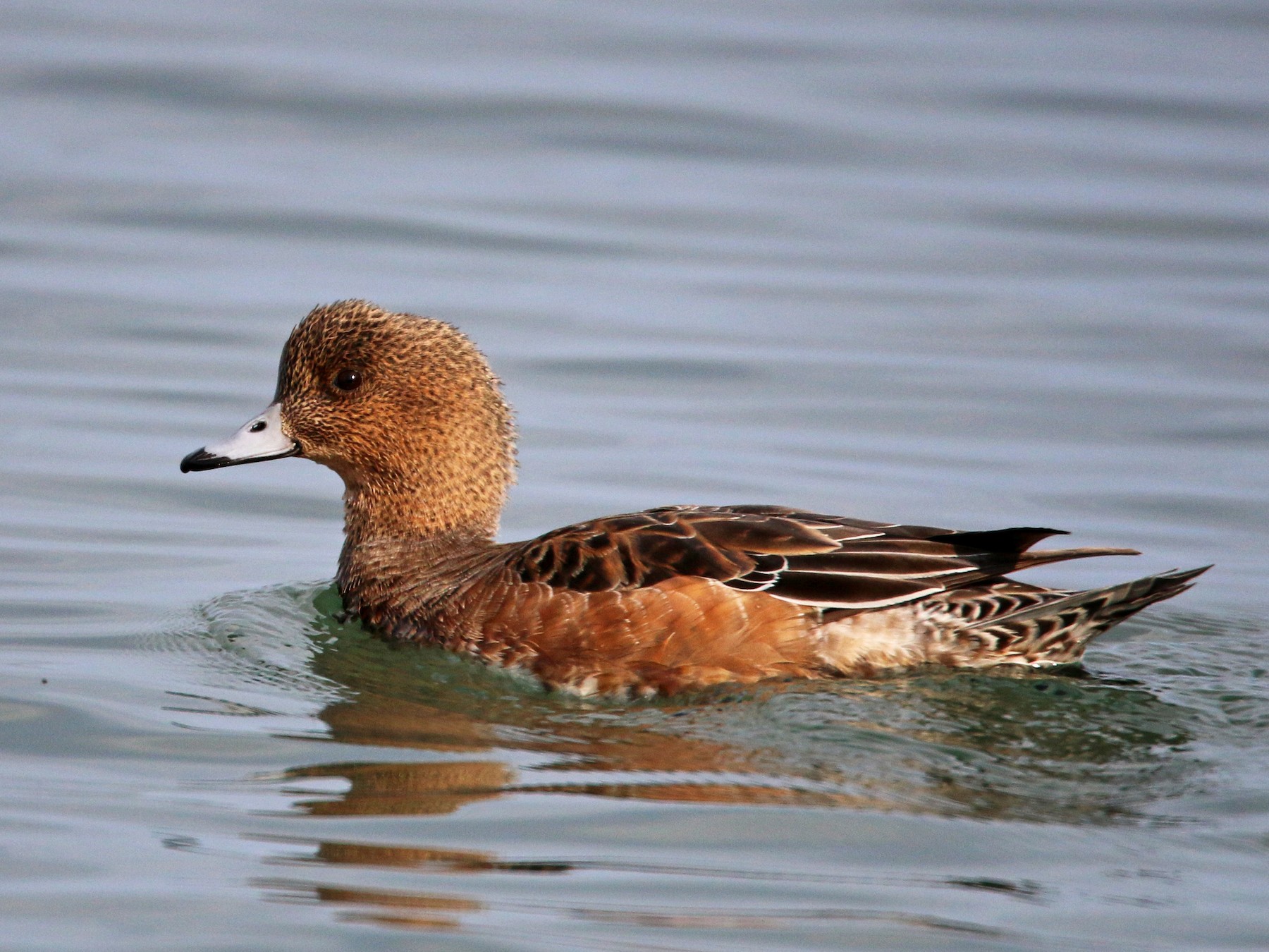 Eurasian Wigeon - eBird