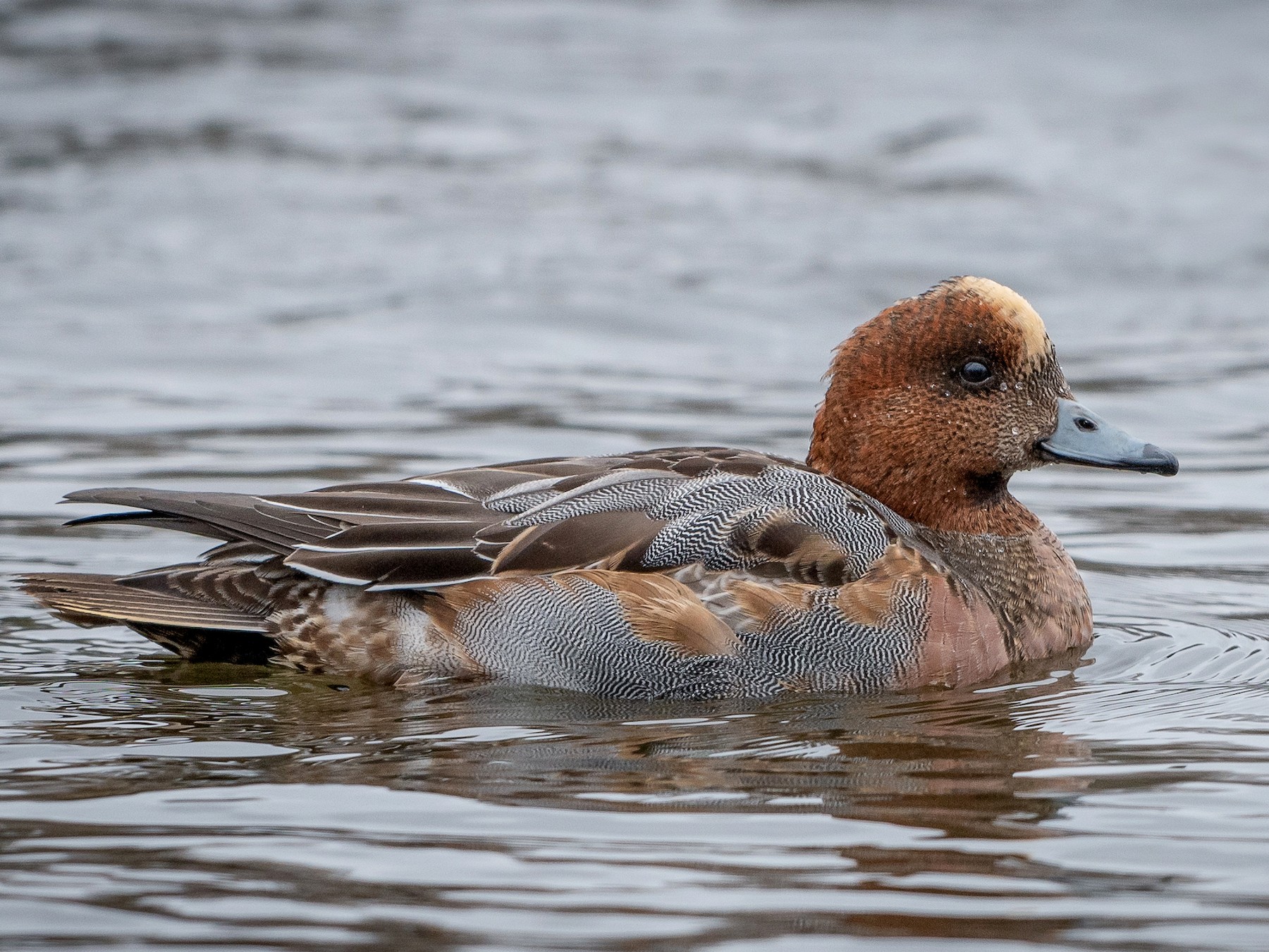 Eurasian Wigeon - eBird