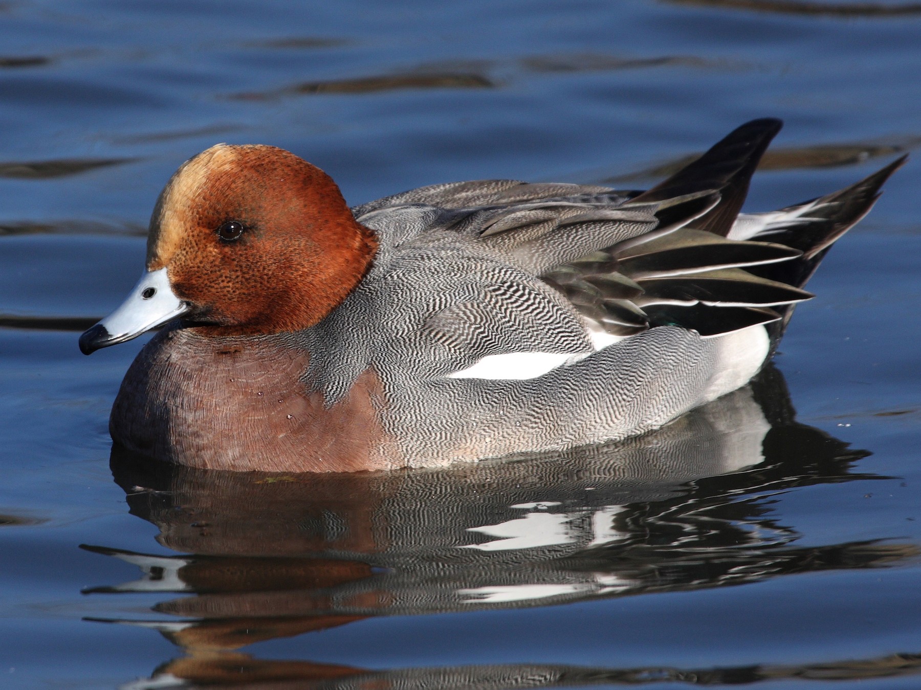 Eurasian Wigeon - eBird