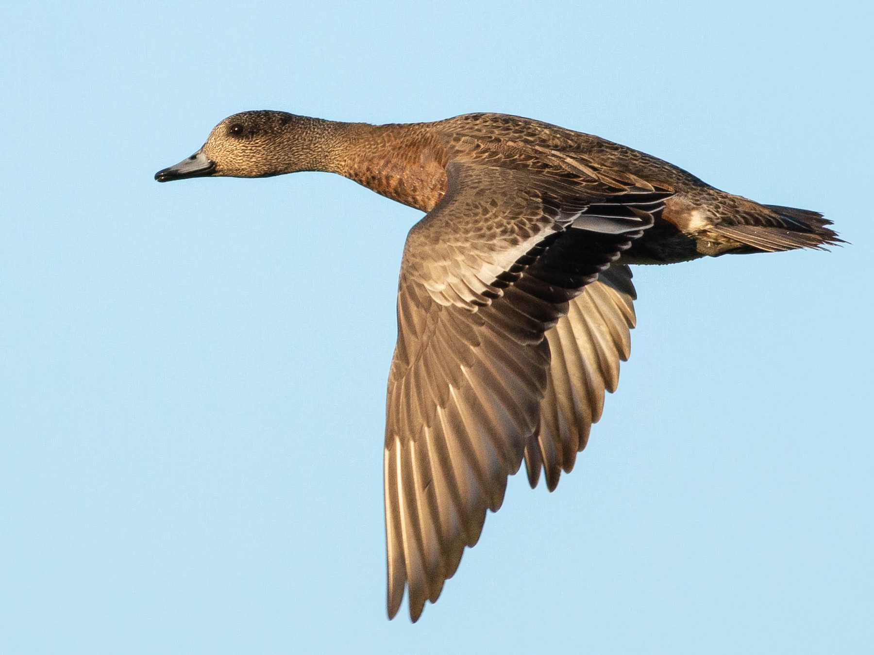 American Wigeon - eBird