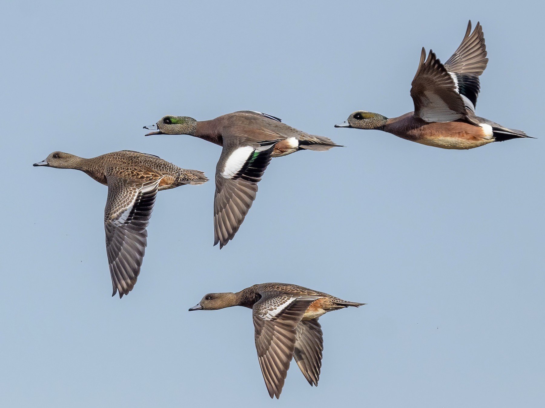 American Wigeon - eBird