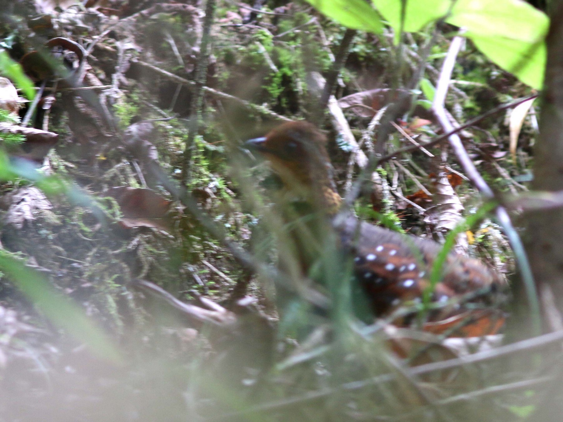 Chestnut-breasted Partridge - eBird